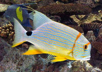 笛鲷科 Emmelichthyidae 蓝色动物学